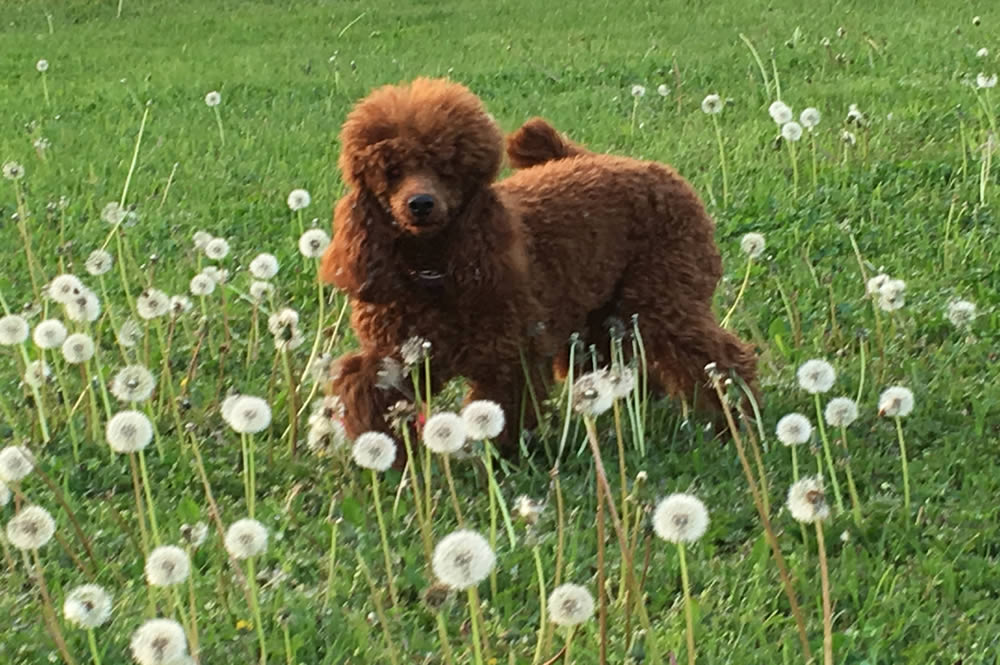 Barboni - Allevamento dei Prati Verdi